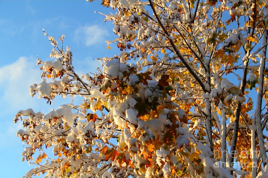 Winter's Fall Photograph by Jesse Ciazza - Fine Art America