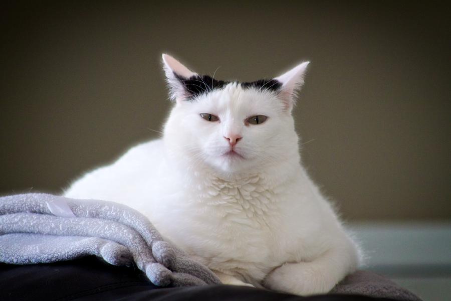 Wise Cat Photograph by JM Photography | Fine Art America