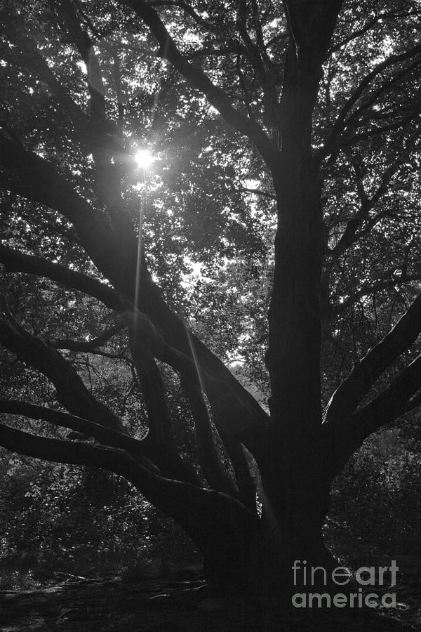Wise Tree Photograph by Brenda Doucette - Fine Art America