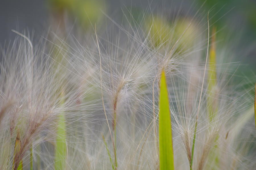Wispy Grass Photograph by Michael Vickers - Pixels