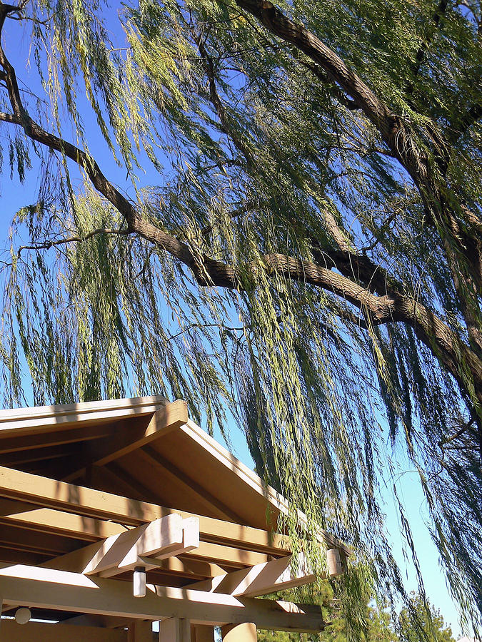 Wispy Willow Tree Photograph by Pamela Patch