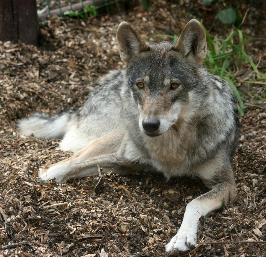 Wolf at Rest Photograph by Lucy Swinburne - Fine Art America