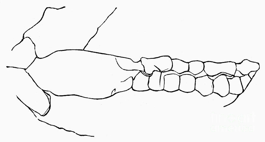 Wombat Teeth Photograph by Granger - Pixels