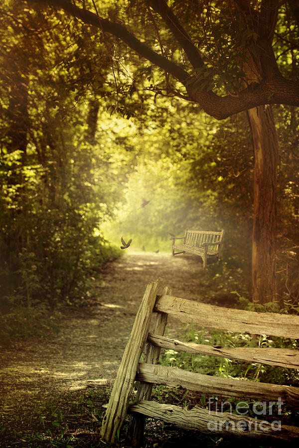 Wooded summer path with bench Photograph by Sandra Cunningham