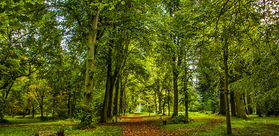Woodland Pathway Photograph by Trevor Kersley - Fine Art America