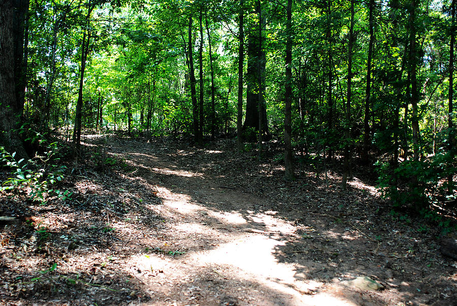 Woods Photograph by Alexis League - Fine Art America