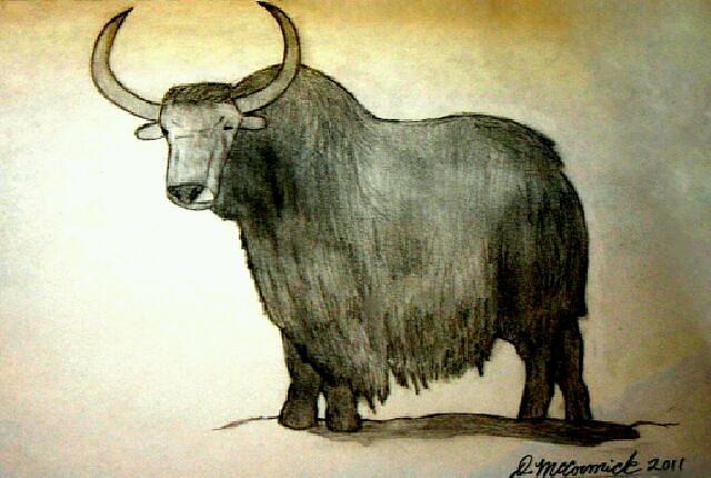 yak Drawing by Damani McCormick - Fine Art America
