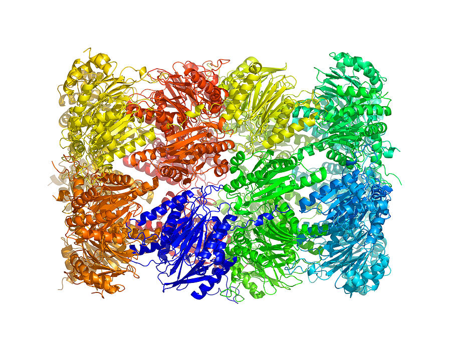 Yeast Enzyme, Molecular Model Photograph by Laguna Design - Fine Art ...