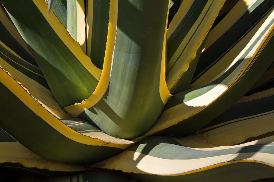 Yellow And Green Agave Photograph by Roger Mullenhour