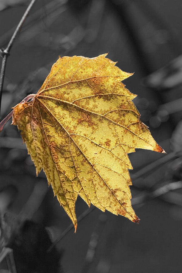 Yellow fall leaf on gray background Photograph by Randall Nyhof - Fine ...