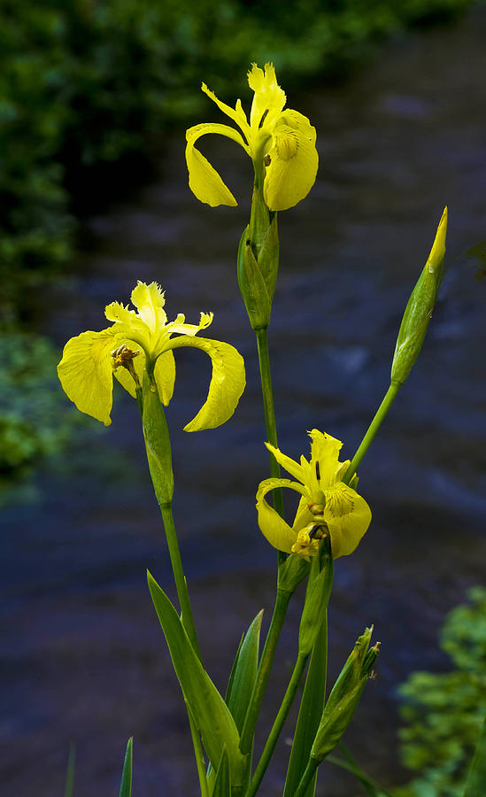 Yellow Flag Iris Photograph by Wayne Johnson - Fine Art America