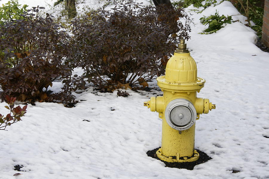 Yellow Hydrant Photograph by Gordon Brown - Fine Art America