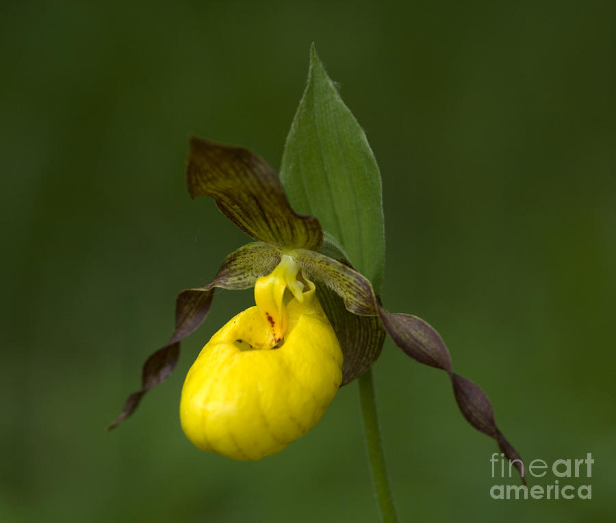 Yellow Lady's Slipper Photograph by Bob Christopher - Fine Art America