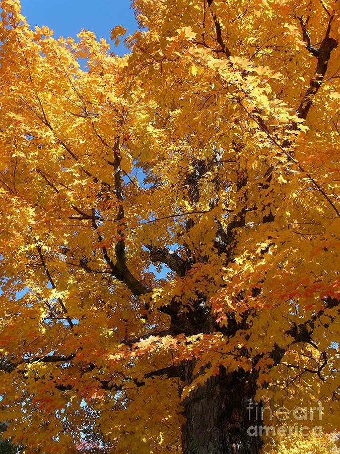 Yellow Maple Tree Photograph by Christine Stack - Fine Art America