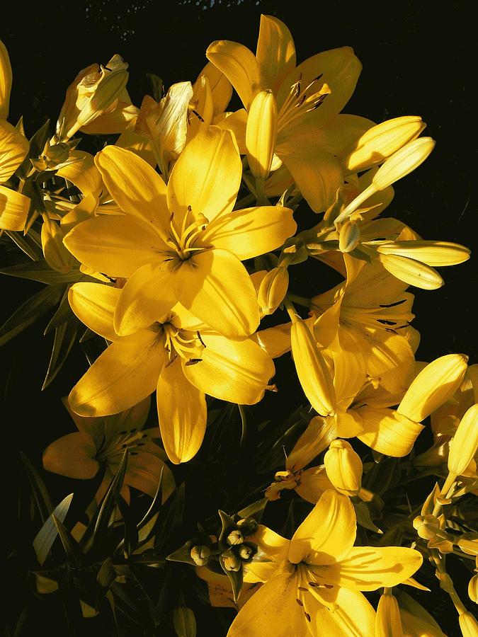 Yellow Shadow Photograph by Mike Rak - Fine Art America