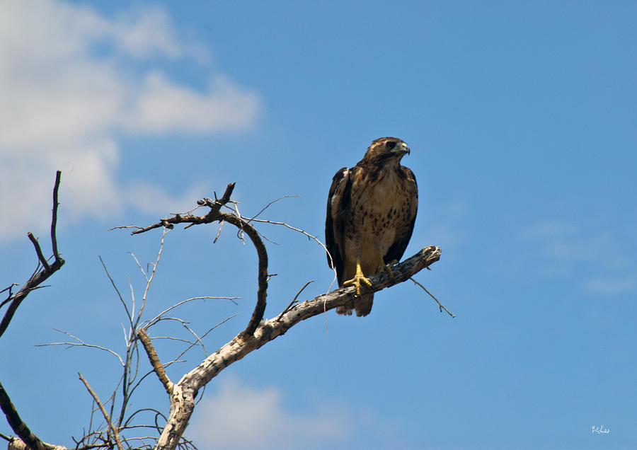 Young Hawk Photograph by Brian Lambert - Pixels