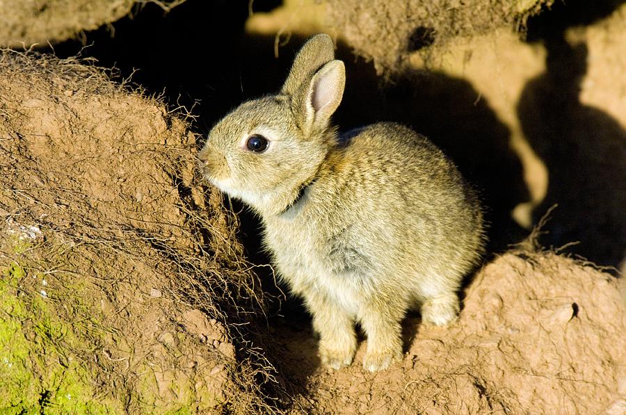 Young Rabbit by Science Photo Library