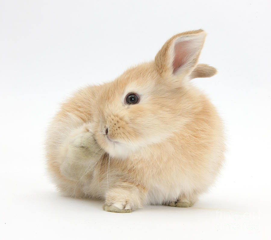 Young Sandy Rabbit Scratching Photograph by Mark Taylor - Pixels