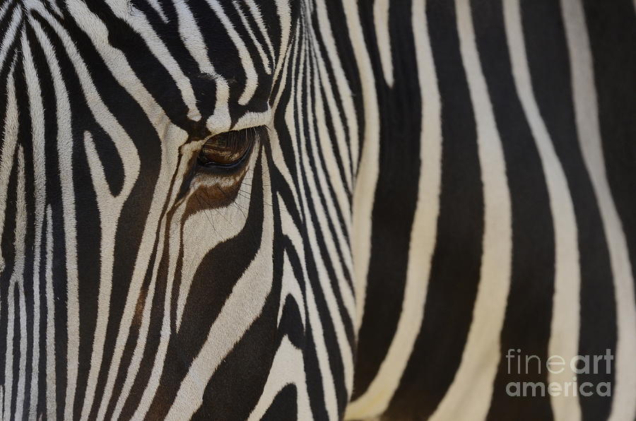 Zebra Photograph by Bob Christopher - Fine Art America