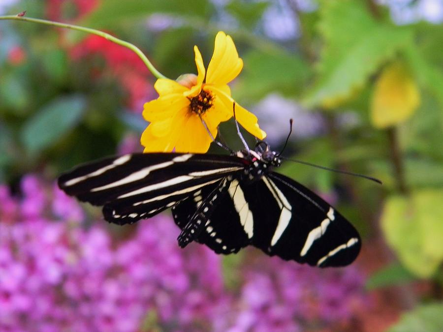 Zebra Longwing Photograph by Warren Thompson - Pixels