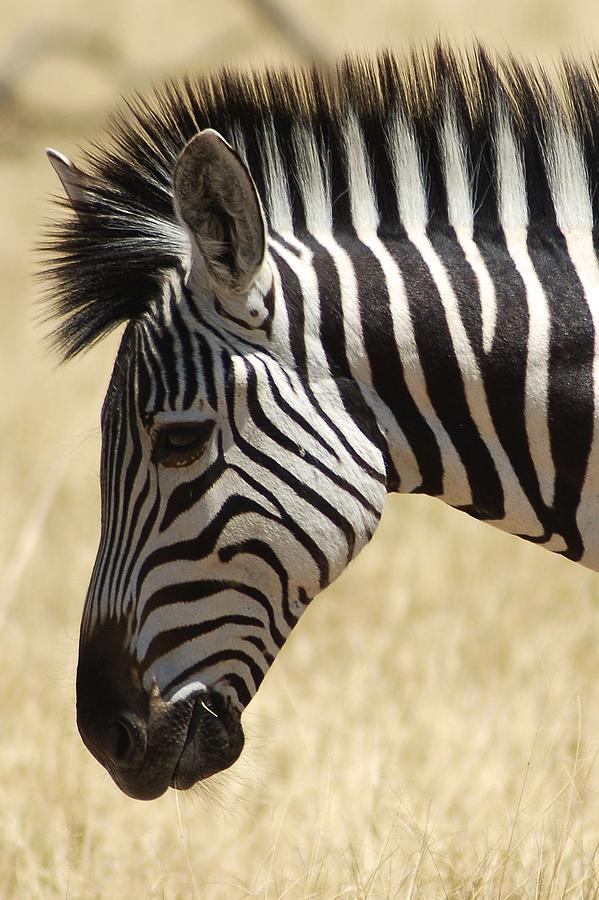 Zebra Thoughts Photograph by Christopher Crim - Fine Art America