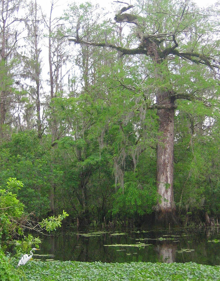 Zigzag Tree Photograph by Warren Clark - Fine Art America