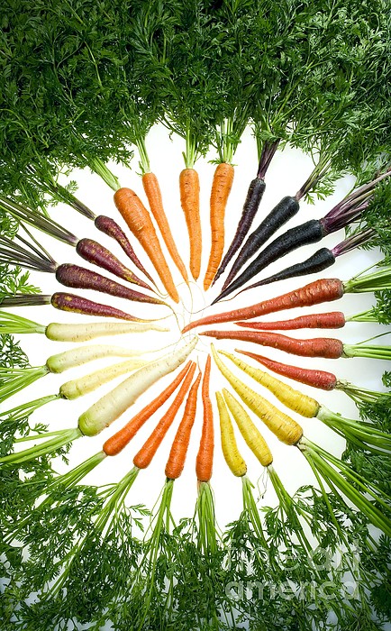 Carrot Pigmentation Variation Jigsaw Puzzle by Science Source - Science ...