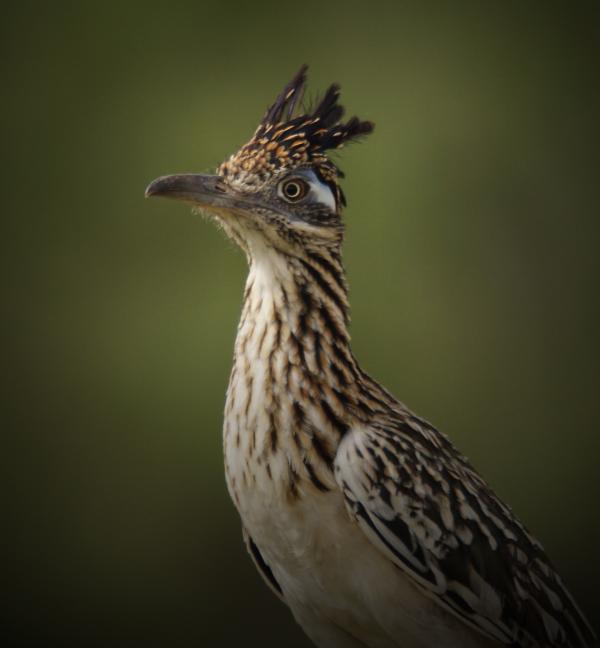 68 Best UTSA Roadrunners images in 2015 | Road runner, Greater ...