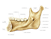 Mandible #3 Art Print by Science Photo Library - Science Photo Gallery