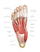Interosseous Muscles Of The Foot Poster by Science Photo Library ...