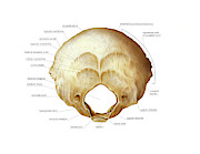 Occipital Bone Wood Print by Science Photo Library - Science Photo Gallery