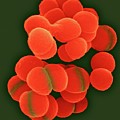Deinococcus Radiophilus Greeting Card by Dennis Kunkel Microscopy ...