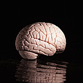 Human Brain With Reflection Poster by Pm Images | Photos.com