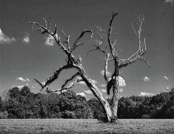 Old Dead Tree Art