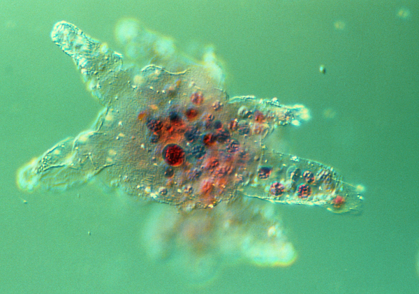 Lm Of Amoeba Proteus Extending It's False Feet Greeting Card for Sale by Astrid & Hanns-frieder ...