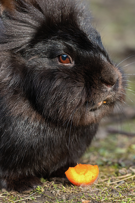 Dwarf Bunnies Brown And Gray