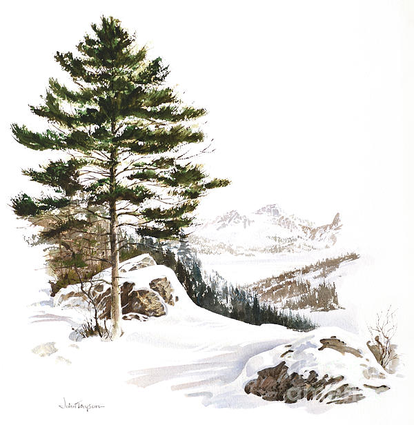 Winter Pine Trees Drawing