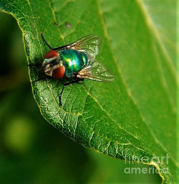 House fly camera store