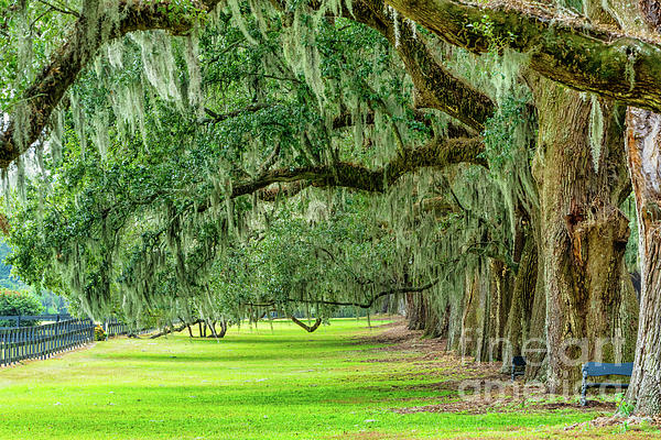 SC Oak Tree Limbs Draping Down Greeting Card by Bee Creek Photography ...