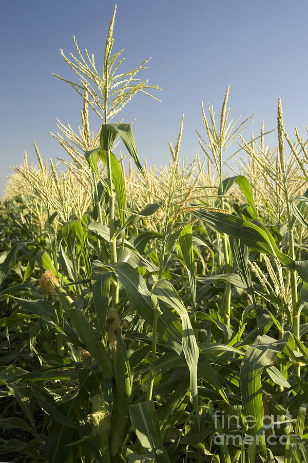 A Sweet Corn Field Photograph By Inga Spence Fine Art America