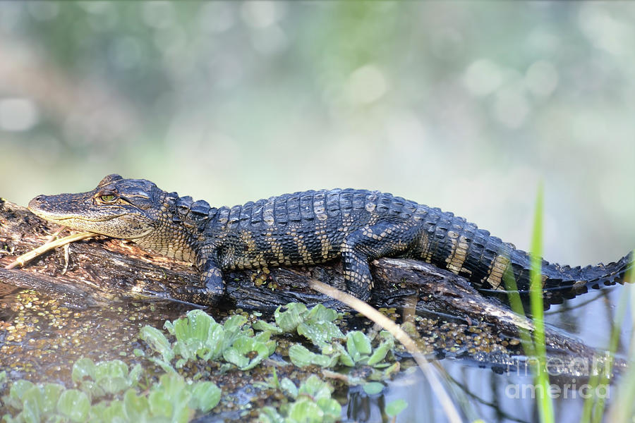 American Alligator Photograph by Svetlana Foote - Fine Art America