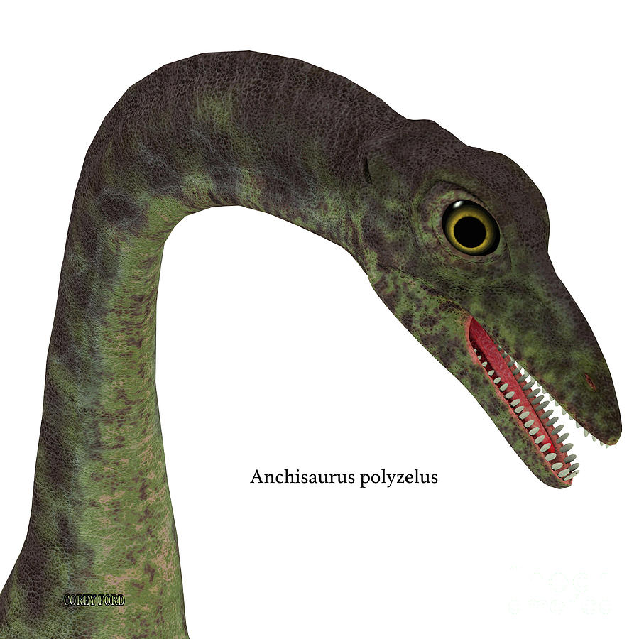 Anchisaurus Dinosaur Head Digital Art By Corey Ford Fine Art America