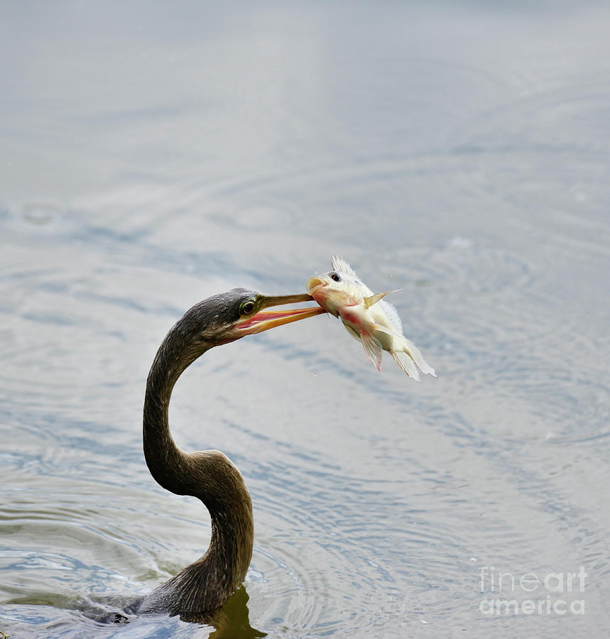 Anhinga Downing A Fish Photograph by Svetlana Foote - Fine Art America
