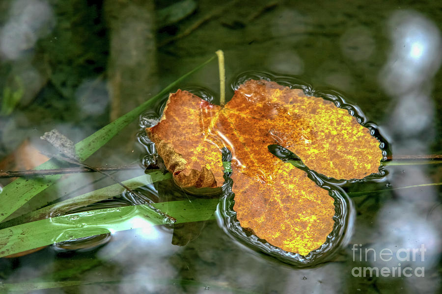Autumn leaf floating in water Photograph by Vladi Alon - Fine Art America