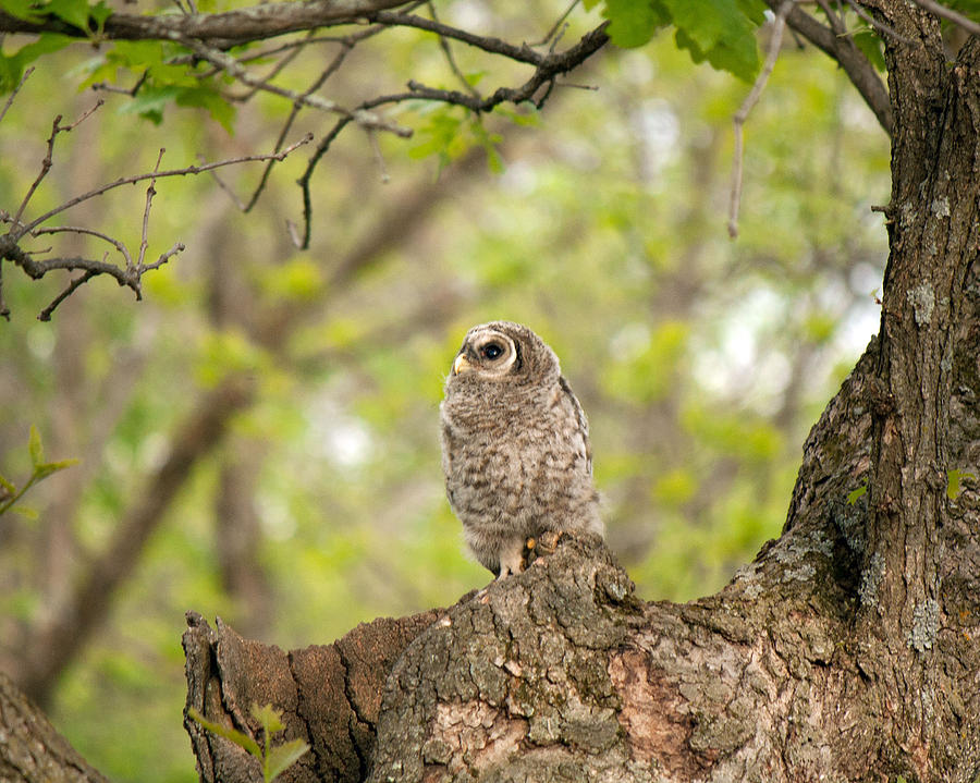 Barred Owlet 22 2015 Photograph By June Goggins Fine Art America