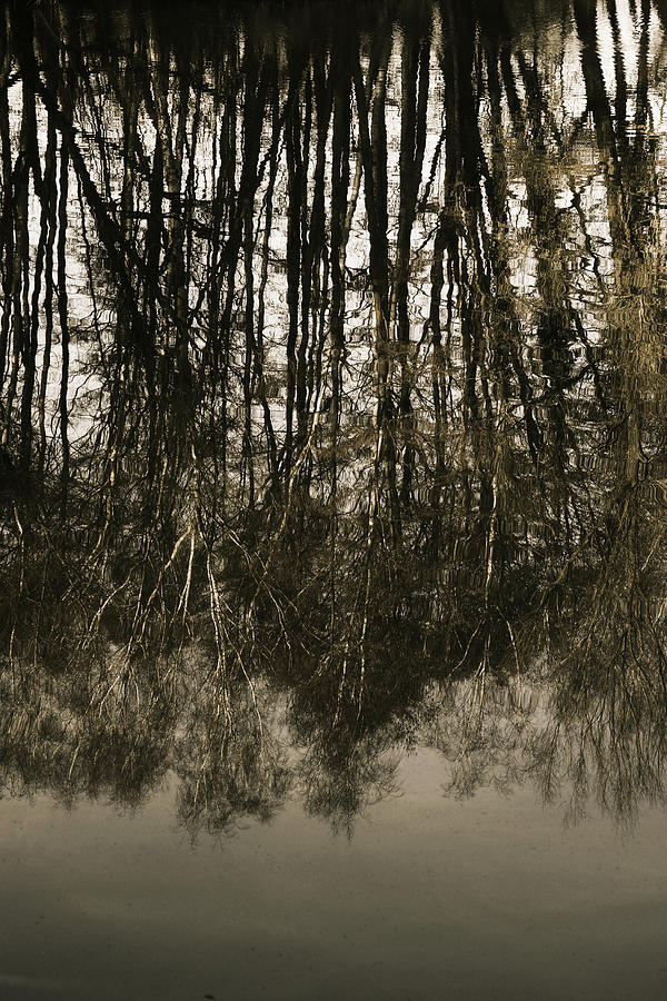 Baum Trees Photograph by Uwe Rausch - Pixels