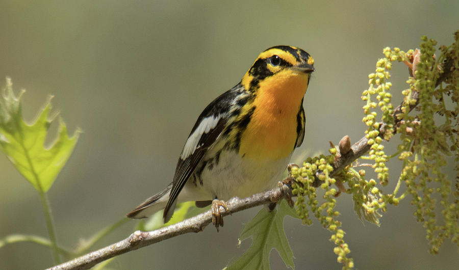 Blackburnian Photograph by Judd Nathan - Fine Art America