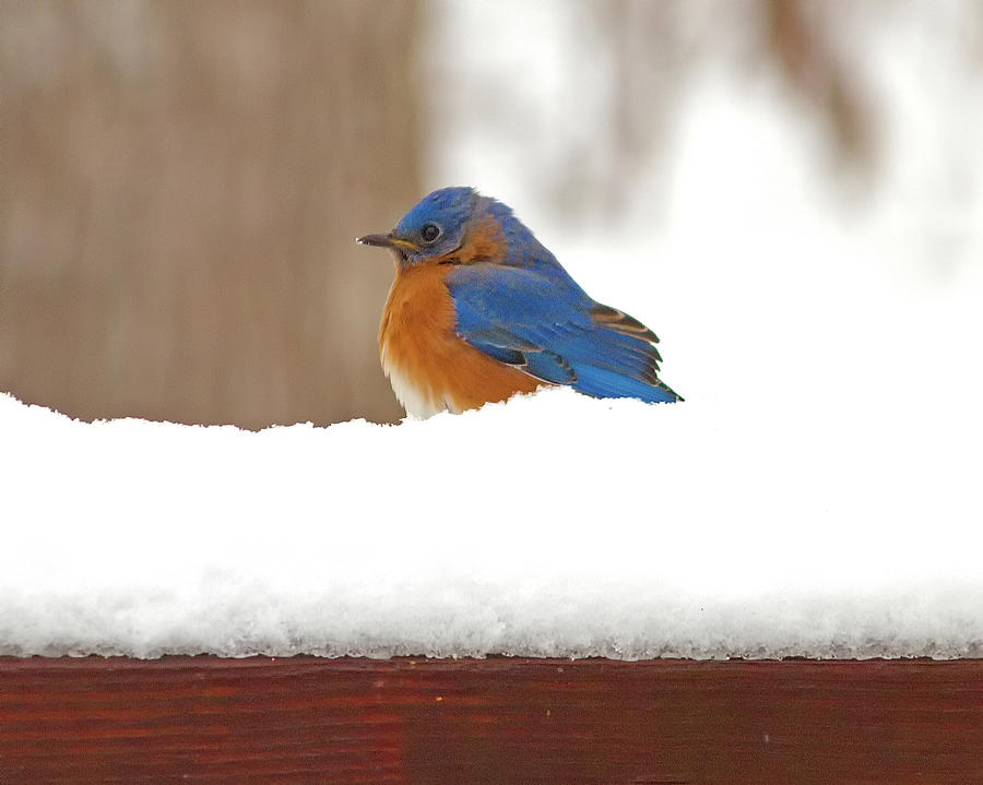 Blue Bird Photograph by Thomas Whitehurst | Fine Art America