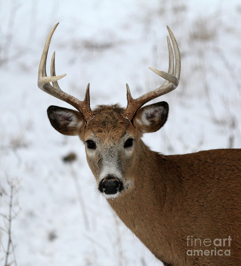 Buck profile Photograph by Lori Tordsen - Fine Art America