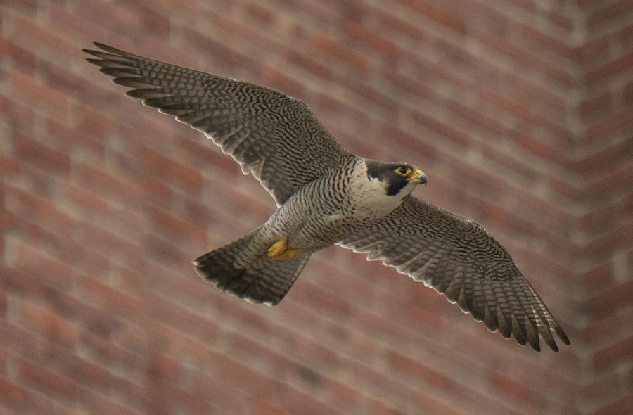City Falcon Photograph by Judd Nathan - Fine Art America